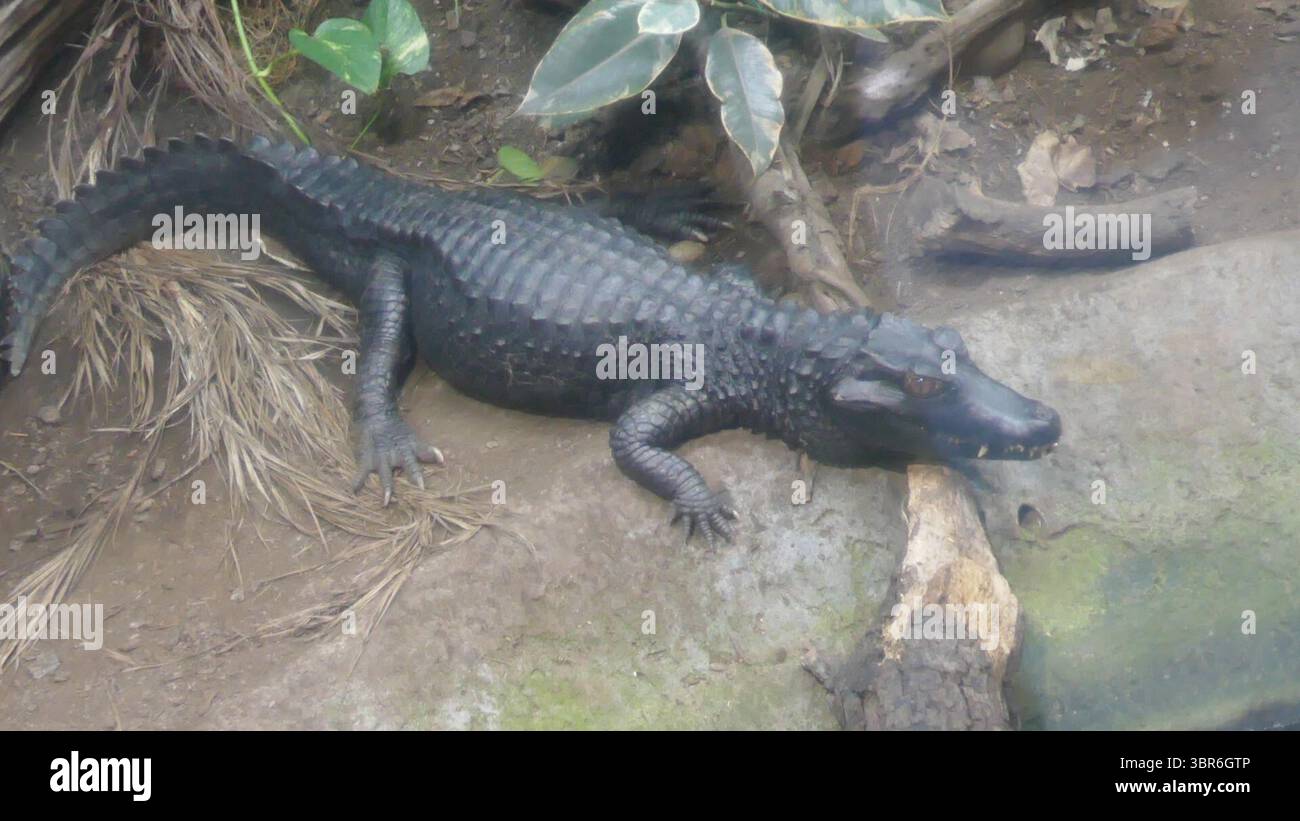 Los Angeles, California, USA 9th July 2025 Dwarf Caiman in Rainforest ...