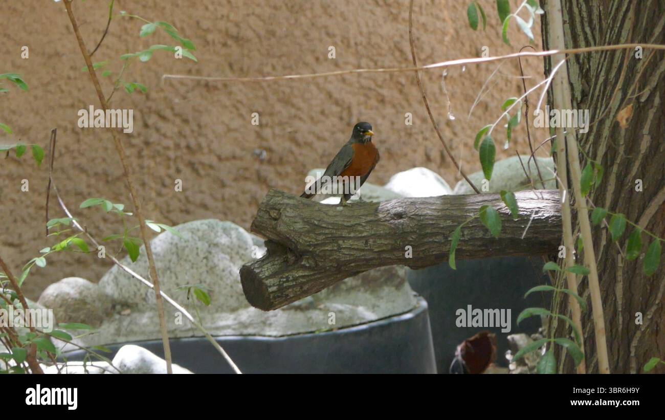 Los Angeles, California, USA 9th July 2025 Robin in Jaguar Habitat in ...