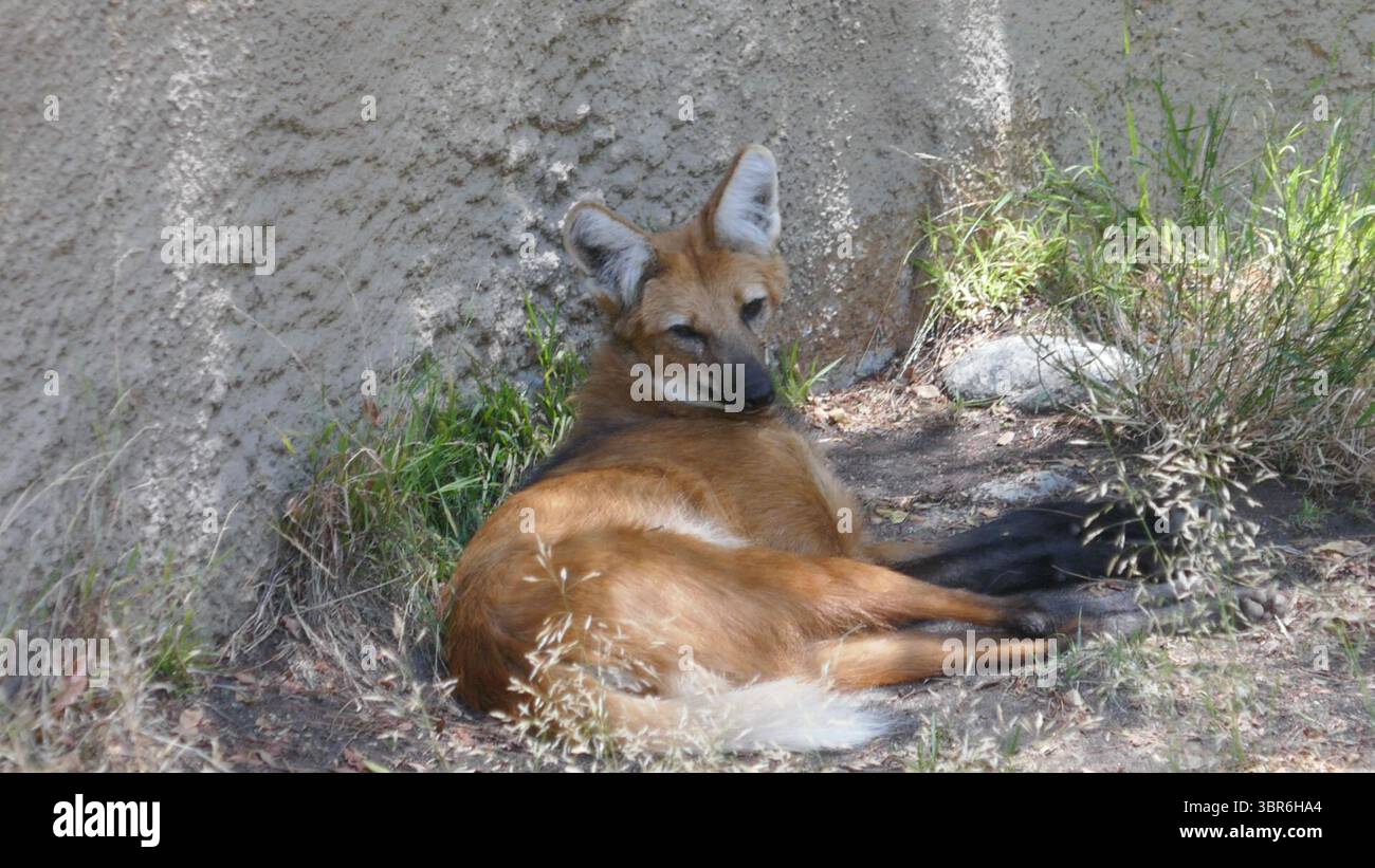 Los Angeles, California, USA 9th July 2025 Maned Wolf at LA Zoo on July ...