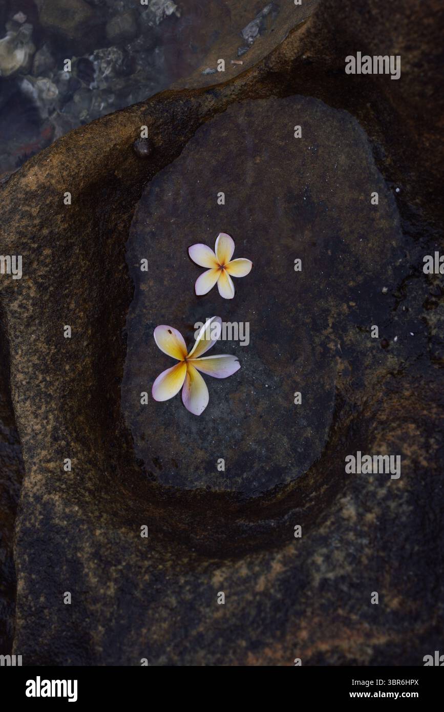 Two frangipani flowers floating in a rocky water pool Stock Photo - Alamy