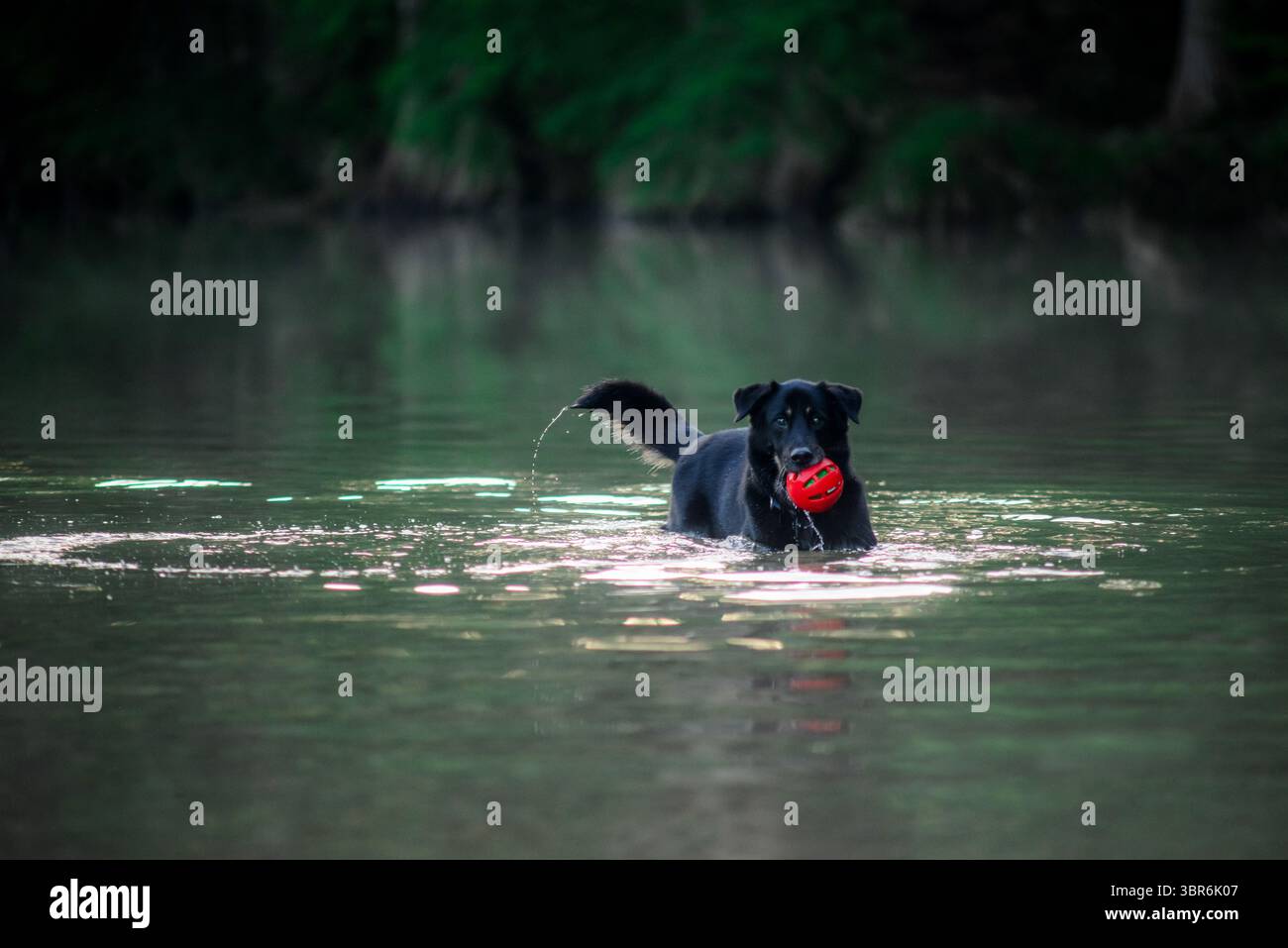 Black dog in river hi-res stock photography and images - Alamy