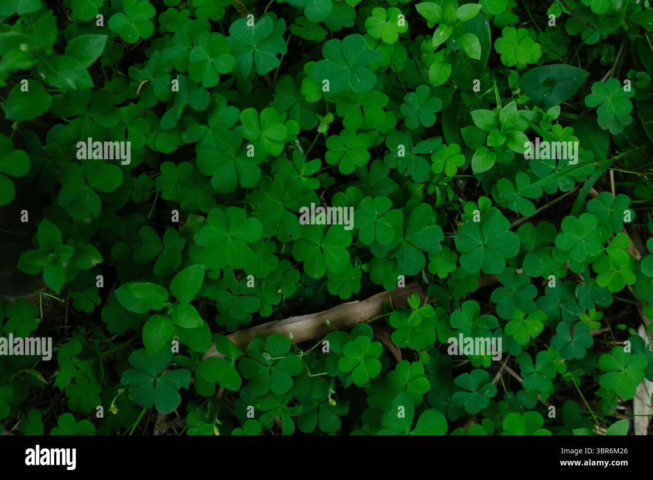 Botany lucky clover leaves hi-res stock photography and images - Alamy