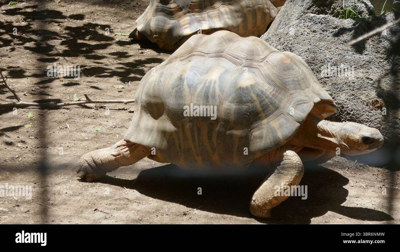 Los Angeles, California, USA 9th July 2025 Madagascar Radiated ...
