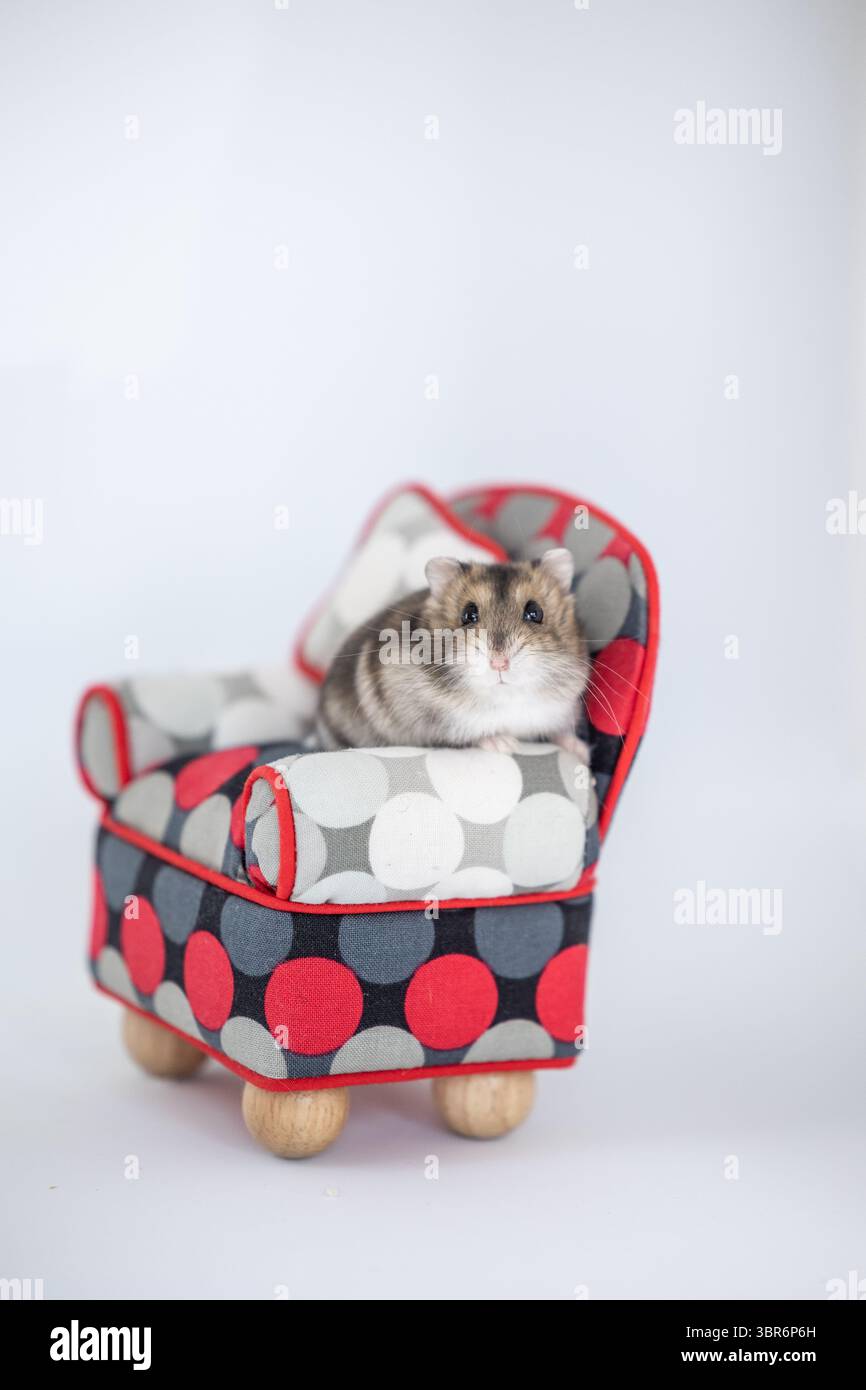 Hamster sitting pose hi-res stock photography and images - Alamy