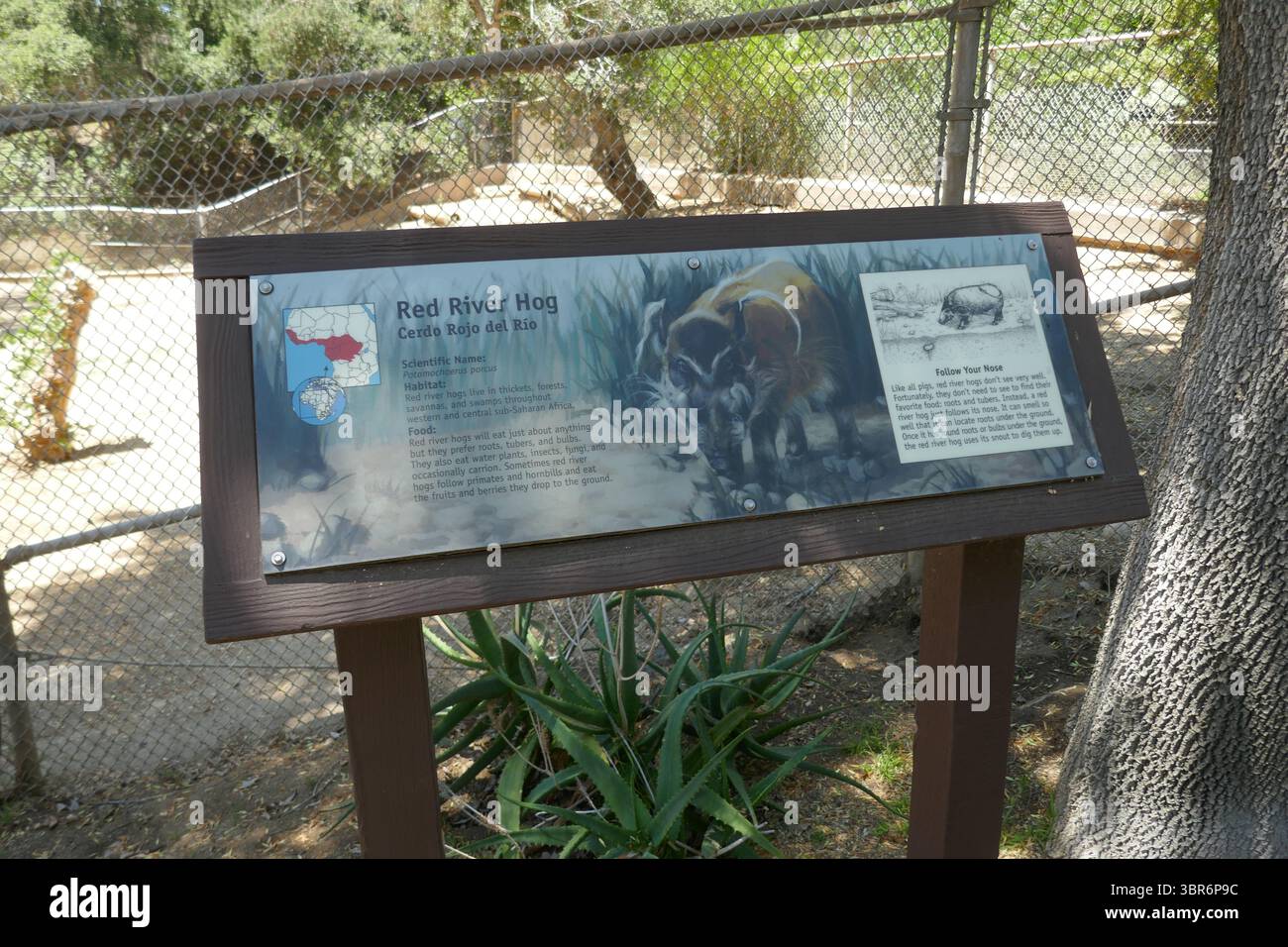 Los Angeles, California, USA 9th July 2025 Red River Hog Habitat at LA ...