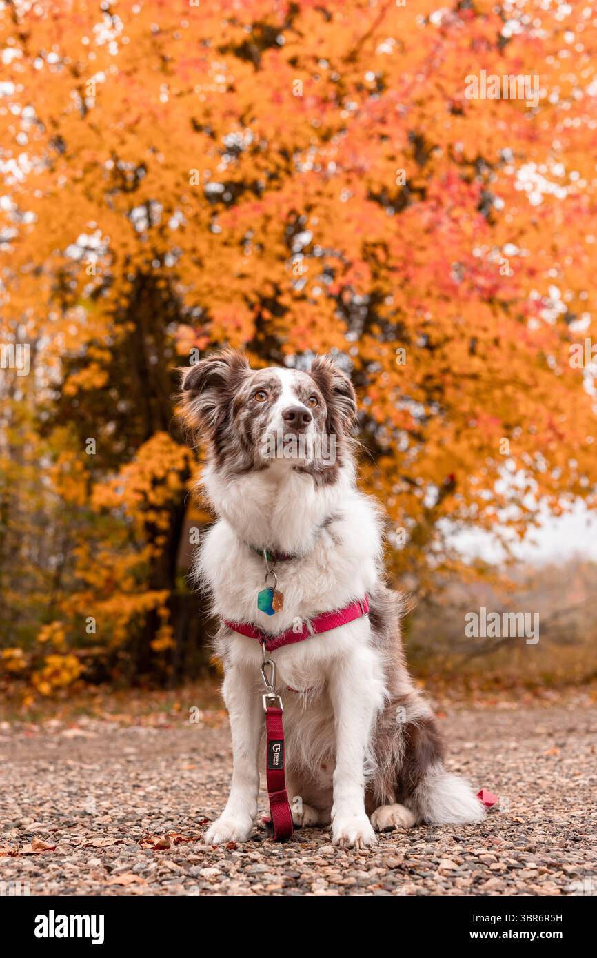 Australian Shepherd sitting on trail with vibrant fall foliage Stock ...