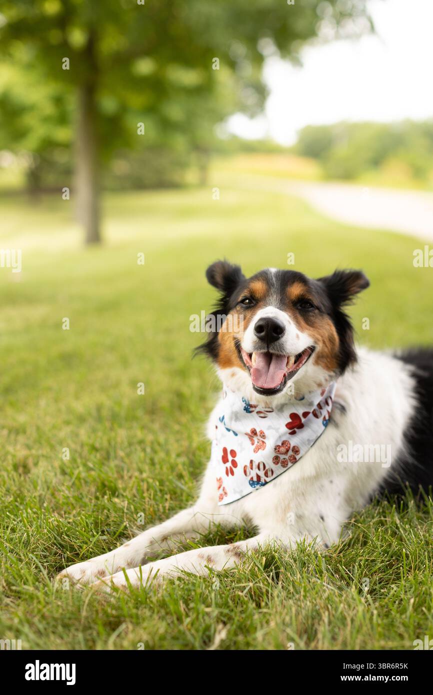 Smiling Australian Shepherd lying on grass Stock Photo - Alamy