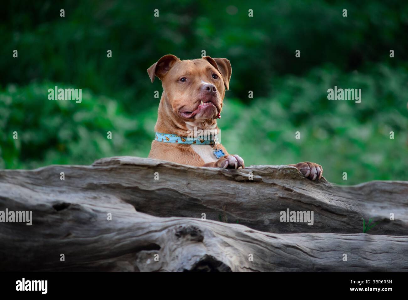 Red dog posing on hi-res stock photography and images - Alamy