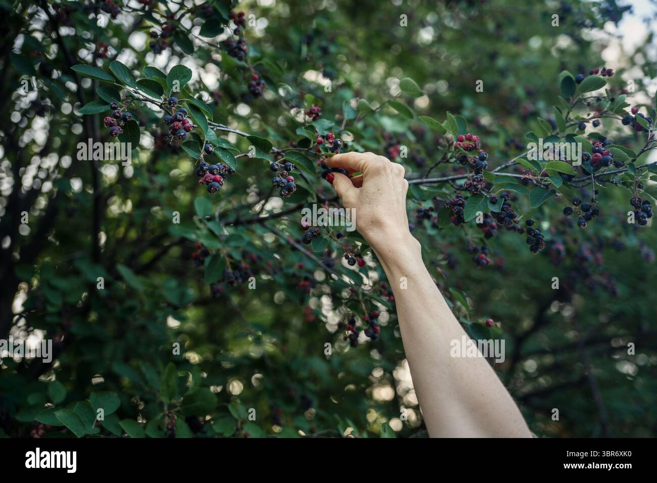 Arm reaches to pick shadberry berries from a tree branch, close-up ...