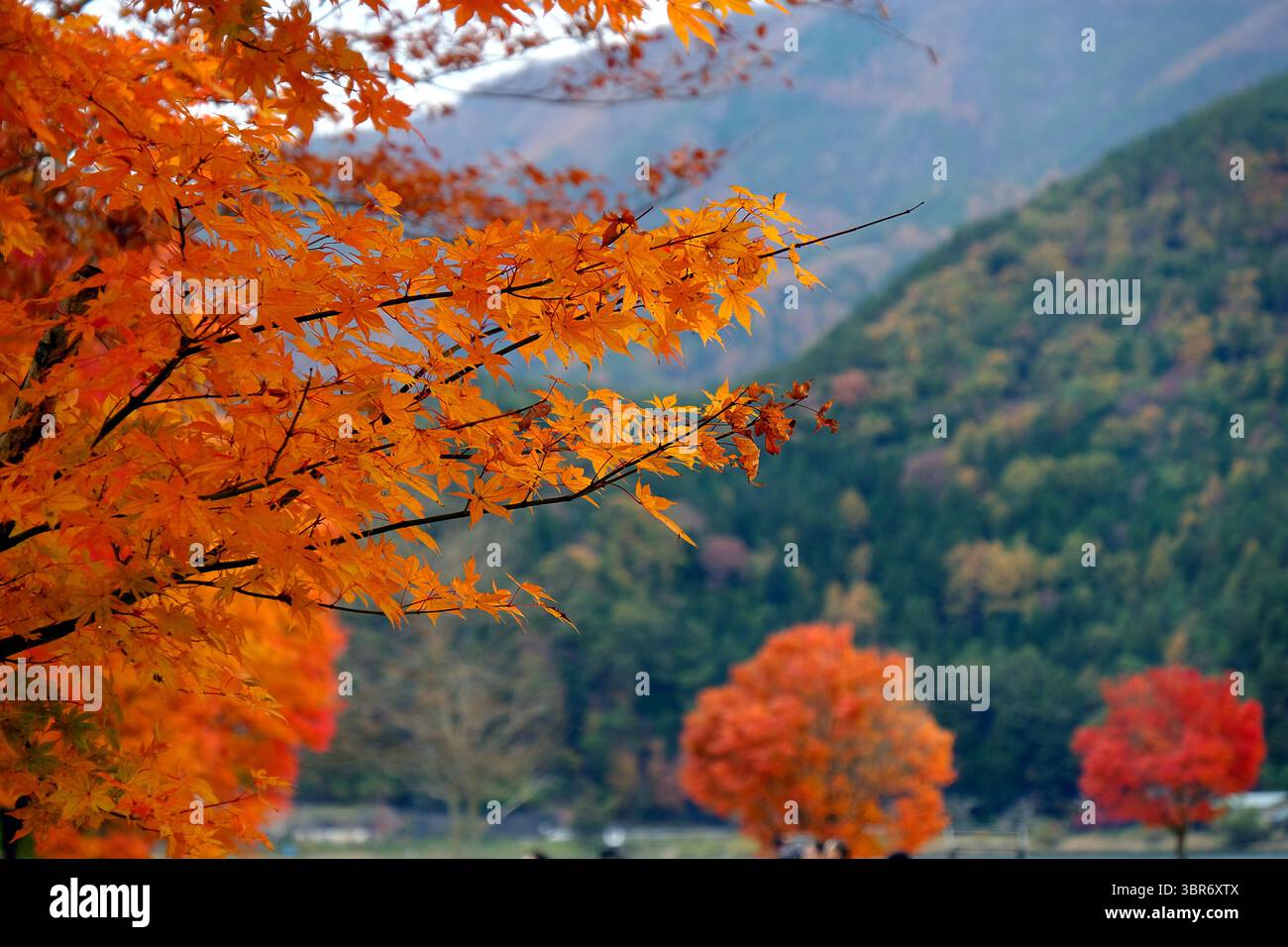 Autumn in Japan Stock Photo - Alamy