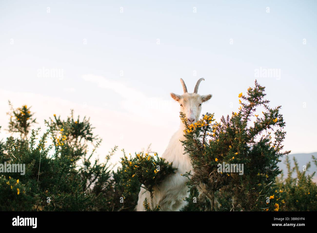 White mountain goat among hi-res stock photography and images - Alamy