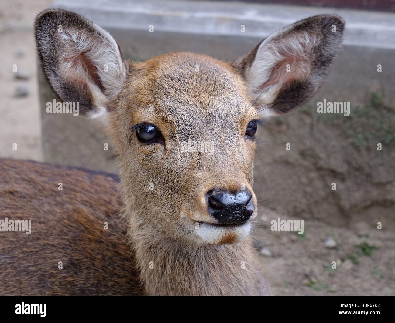 Tame sika deer hi-res stock photography and images - Alamy