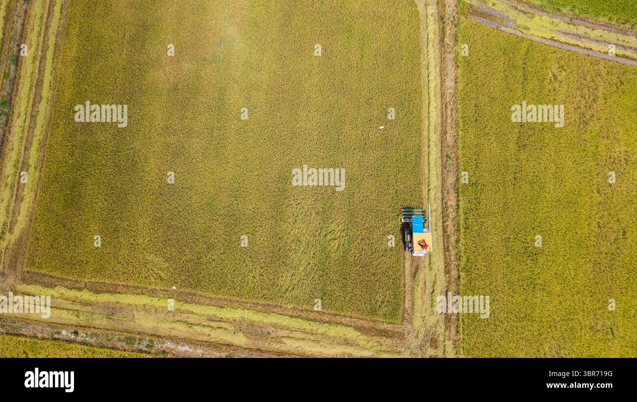 Golden rice fields shining hi-res stock photography and images - Alamy