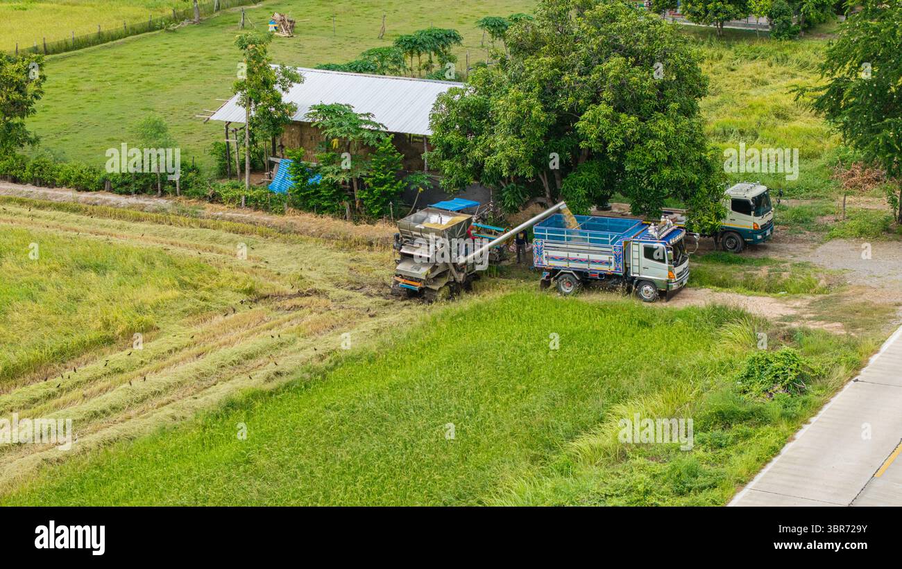 Combine harvester unloading rice into truck Stock Photo - Alamy