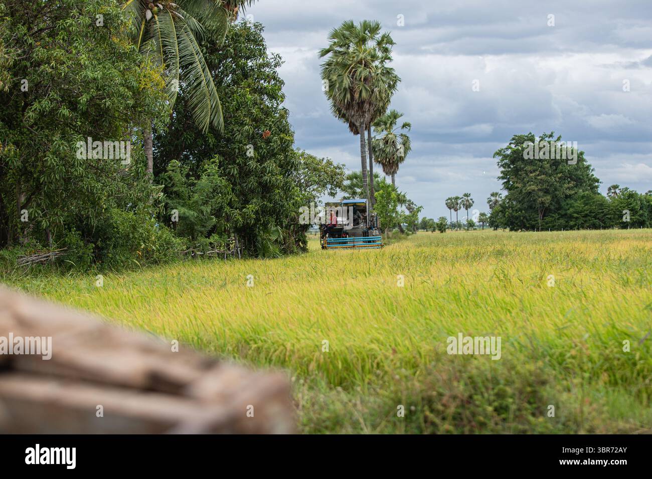 Aerial open rice paddy field hi-res stock photography and images - Alamy