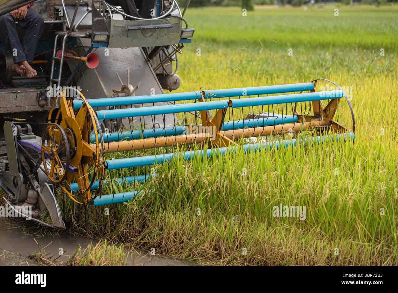 Farm worker harvesting rice with mechanized combine Stock Photo - Alamy