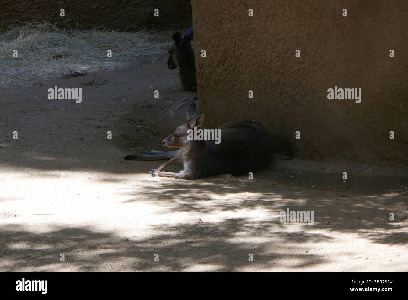 Los Angeles, California, USA 9th July 2025 Kangaroos at LA Zoo on July ...