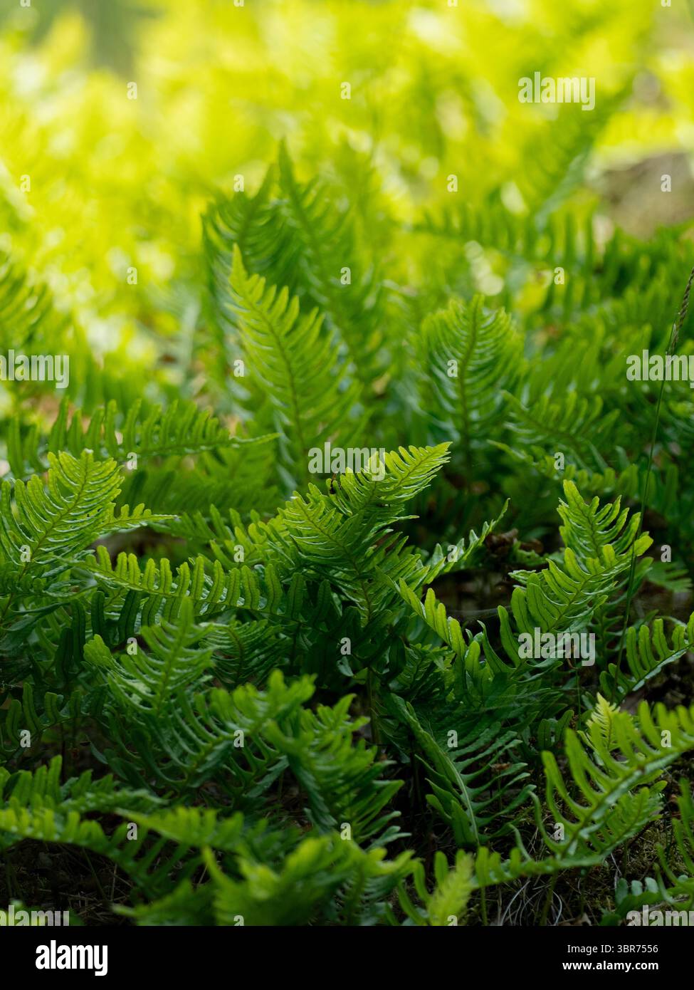 Close-Up Of Common Polypody Fern In Sunlight Stock Photo - Alamy