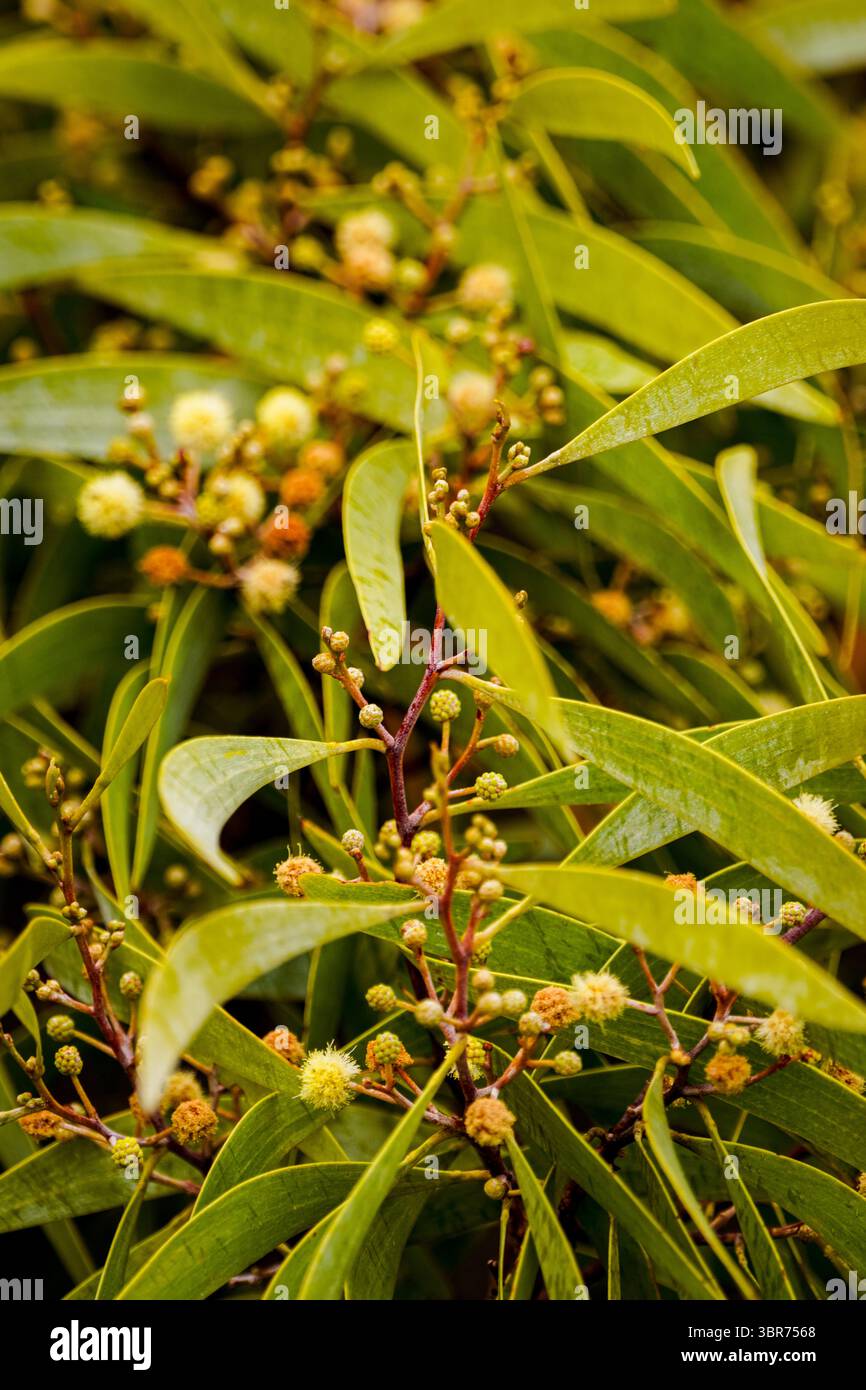 Blooming Acacia Koa plant in Hawaii Stock Photo - Alamy