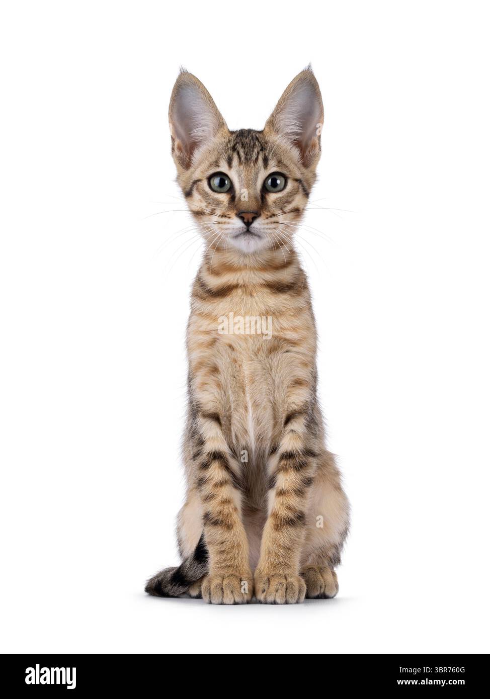 Beautiful warm toned Savannah cat kitten, sitting up facing front ...