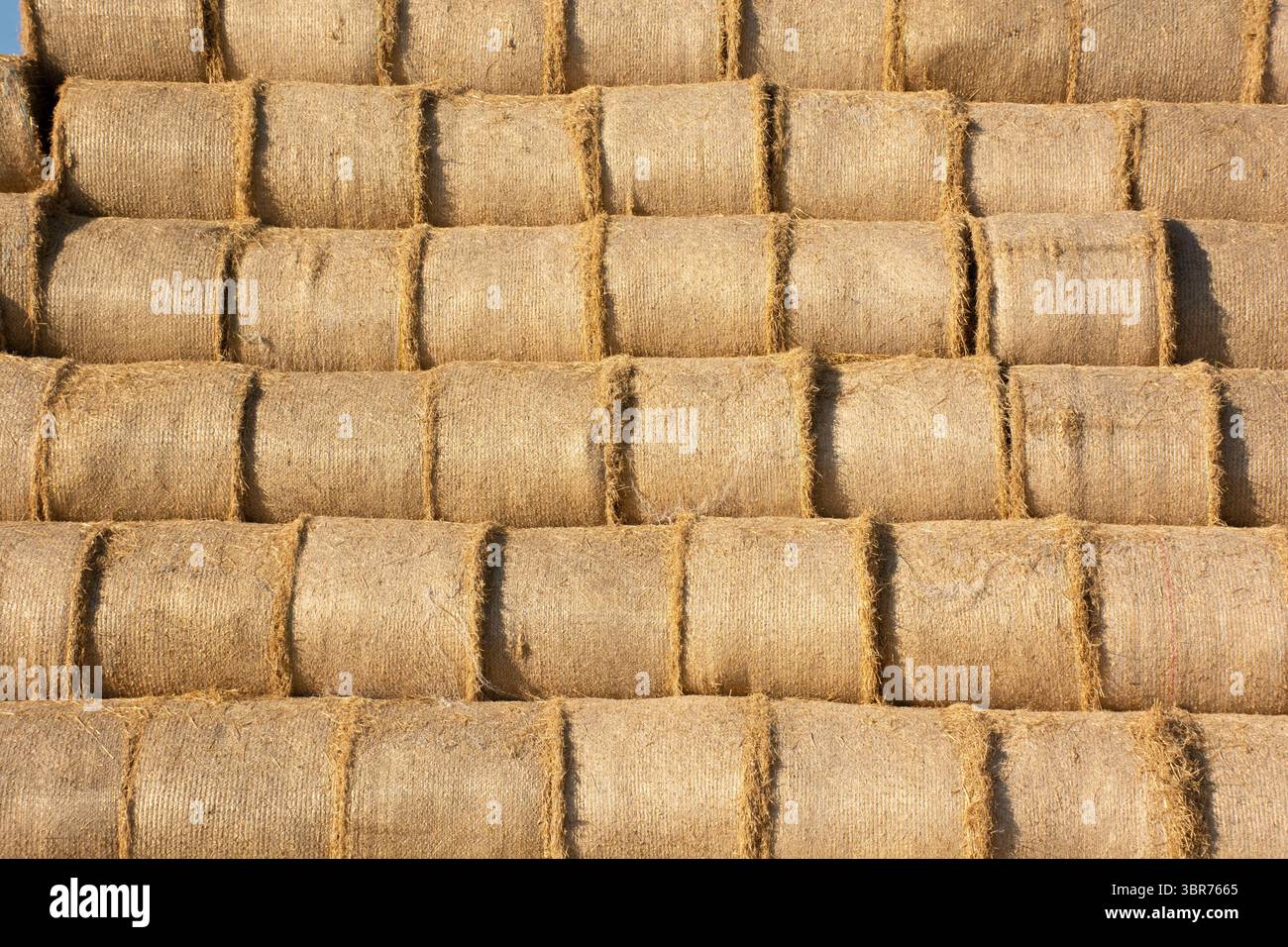 Large pile harvested golden wheat hi-res stock photography and images ...
