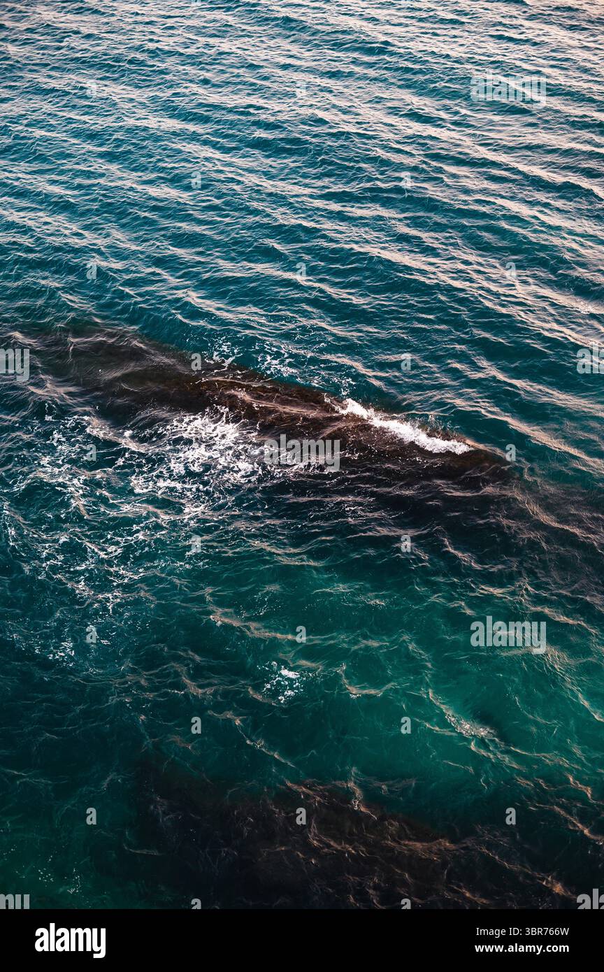 Aerial View of Whale Swimming in Ocean Stock Photo - Alamy