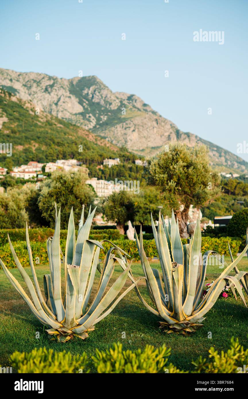 Agave and mountains hi-res stock photography and images - Alamy