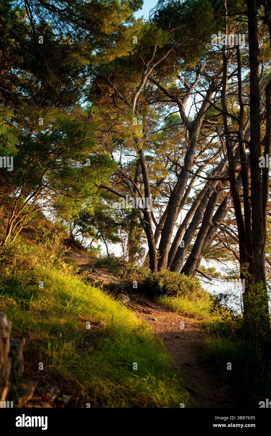Serene forest path sunlit hi-res stock photography and images - Alamy