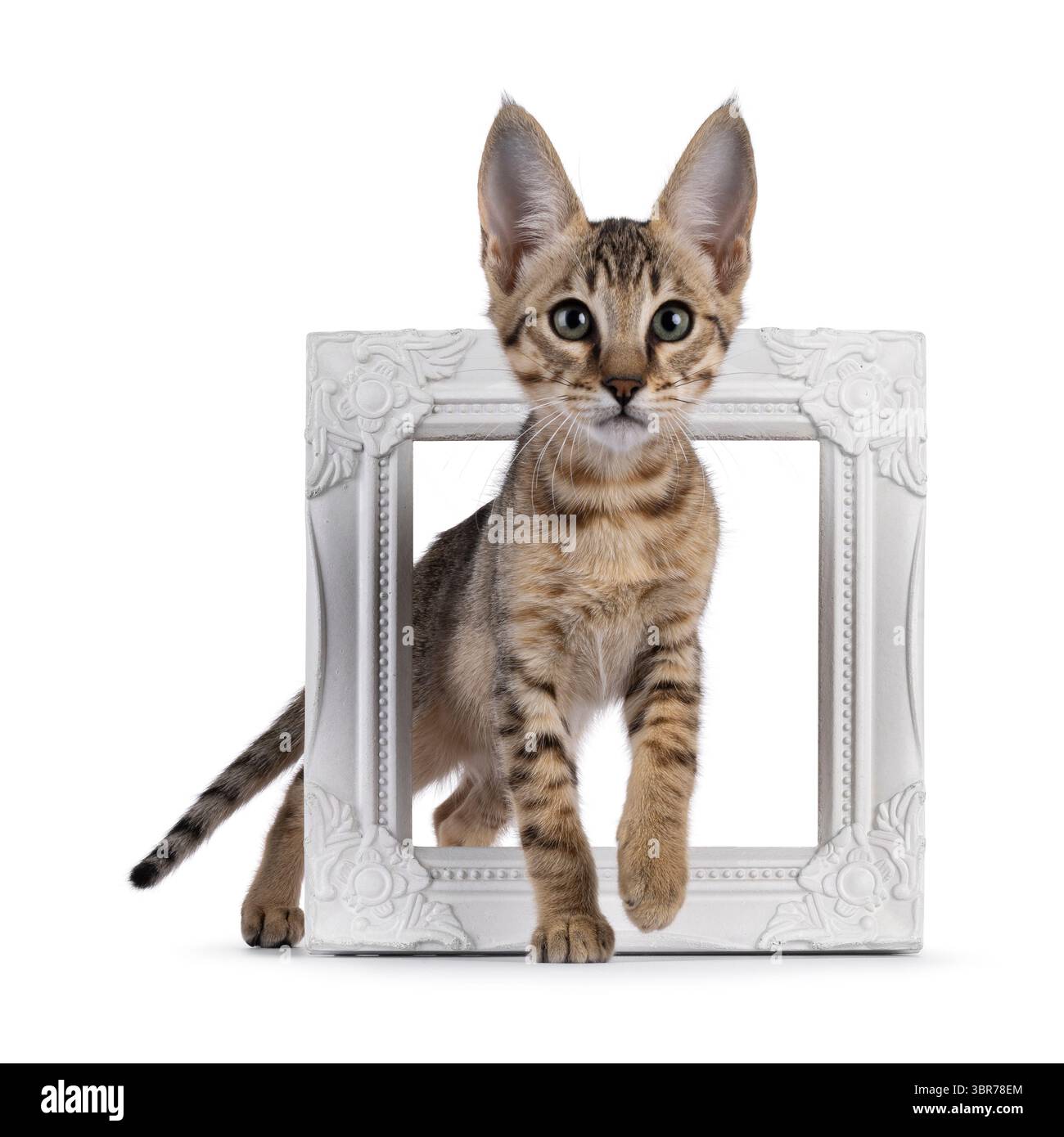 Savannah kitten portrait Cut Out Stock Images & Pictures - Alamy