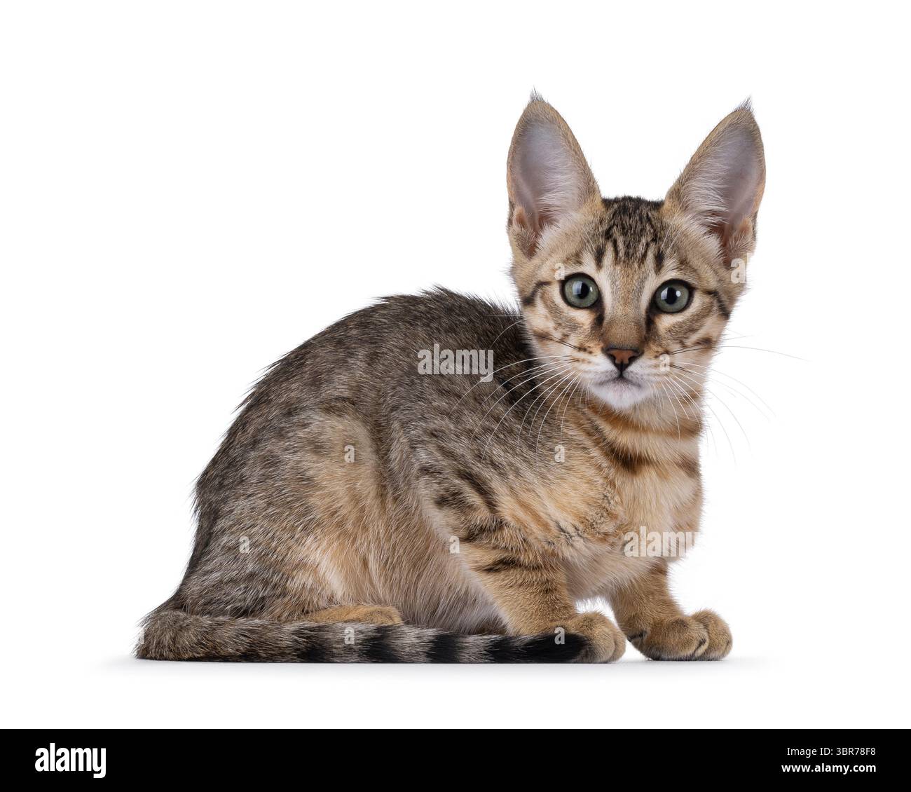Savannah kitten portrait Cut Out Stock Images & Pictures - Alamy