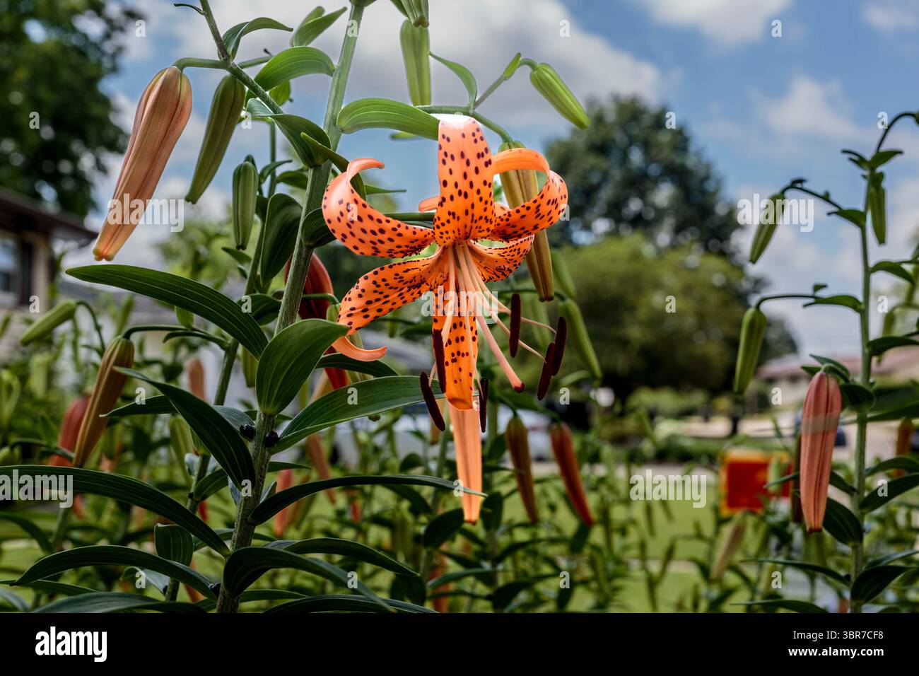 full view of a Tiger Lily in the front garden Stock Photo - Alamy