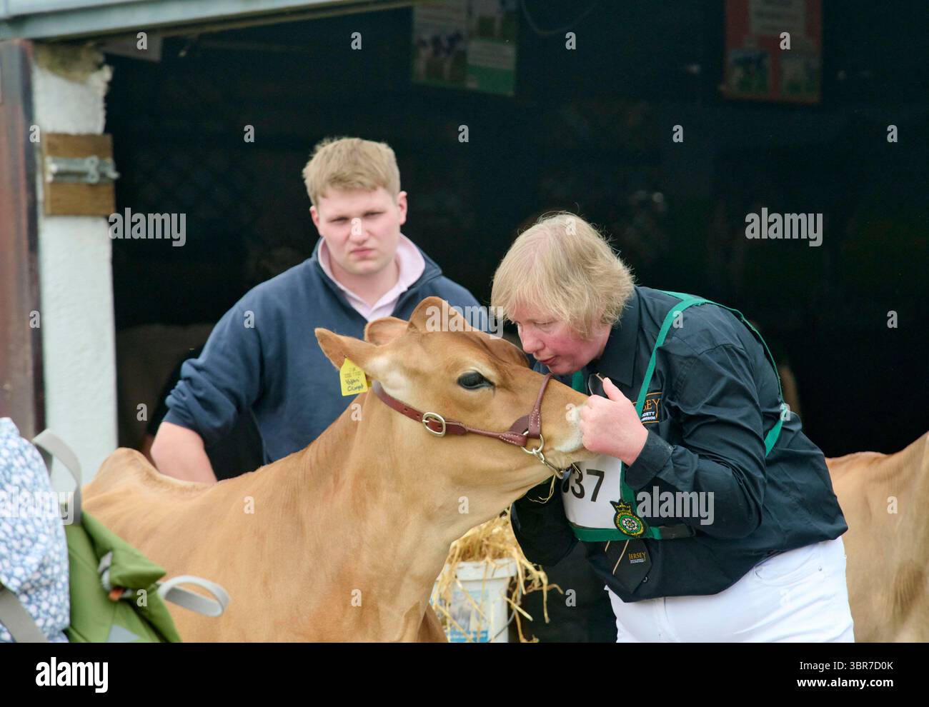 In the cattle show ring at The 2025 Great Yorkshire Show, Harrogate ...