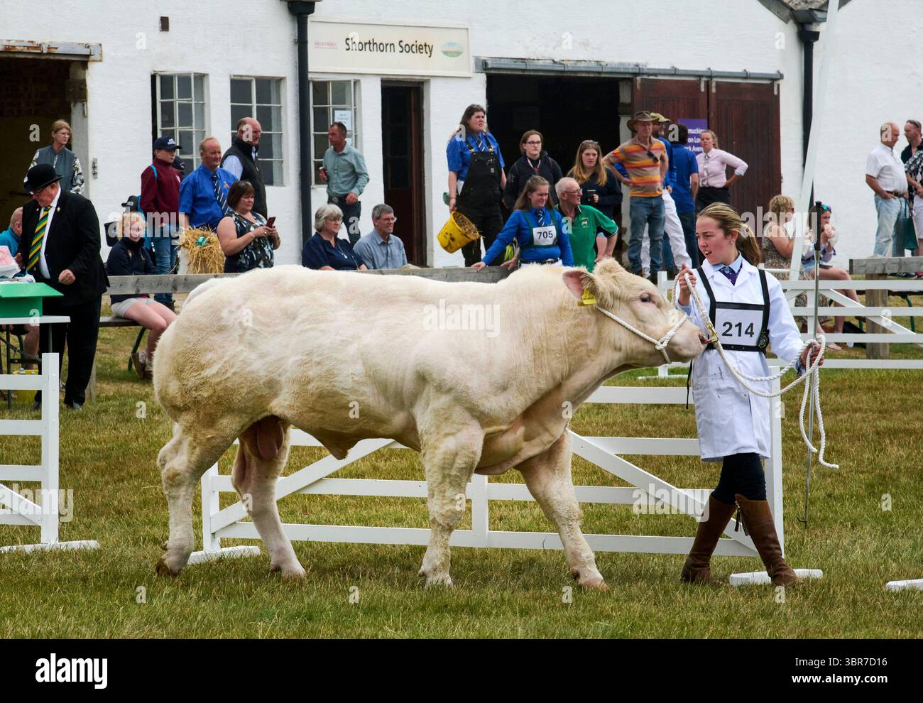 In the cattle show ring at The 2025 Great Yorkshire Show, Harrogate ...