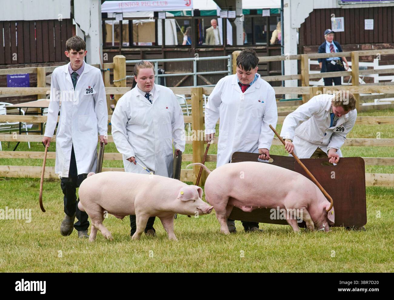 Showing Pigs at The 2025 Great Yorkshire Show, Harrogate Show Ground ...