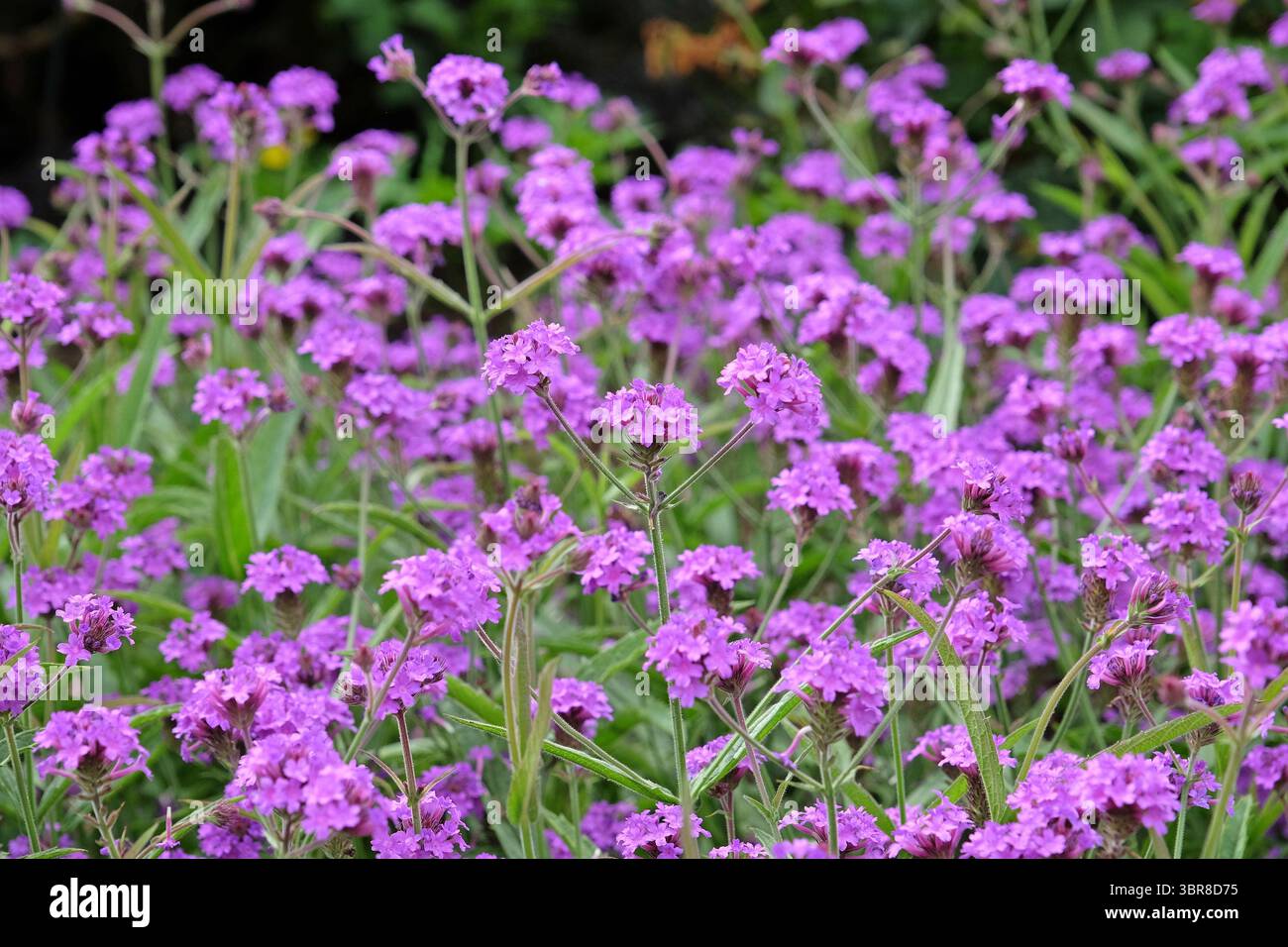 Purple Verbena rigida, known as slender vervain or tuberous vervain in flower Stock Photo - Alamy