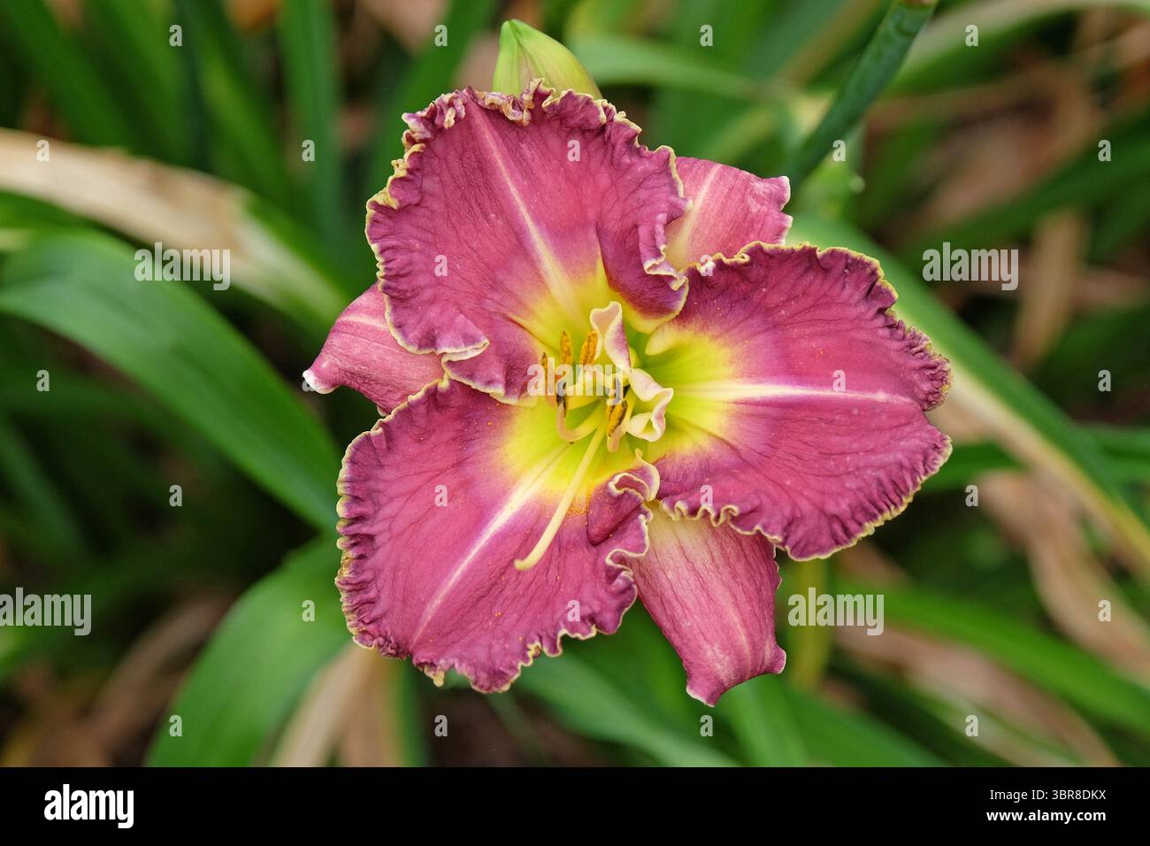Pink and purple Hemerocallis daylily ‘Raspberry Eclipse’ in flower ...