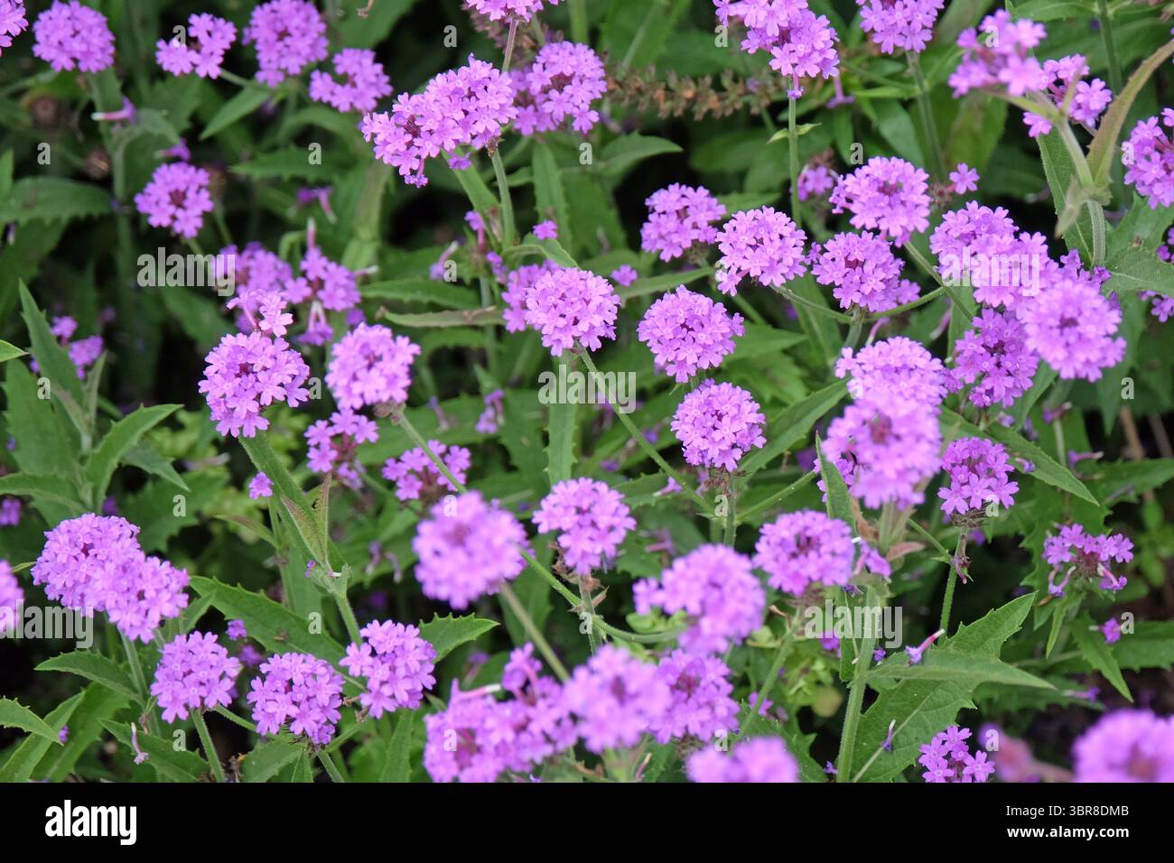 Purple Verbena rigida, known as slender vervain or tuberous vervain in flower Stock Photo - Alamy