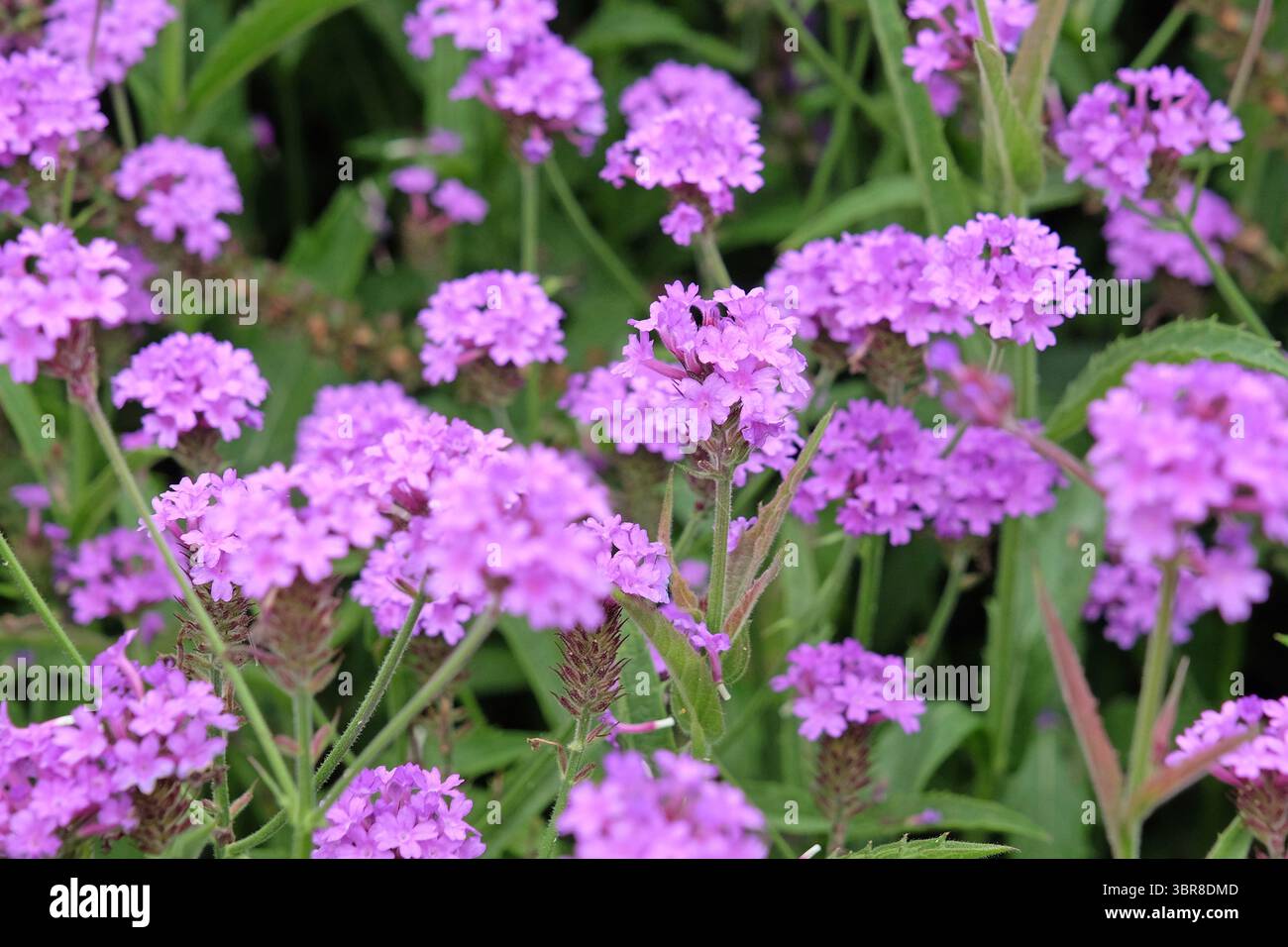 Purple Verbena rigida, known as slender vervain or tuberous vervain in ...