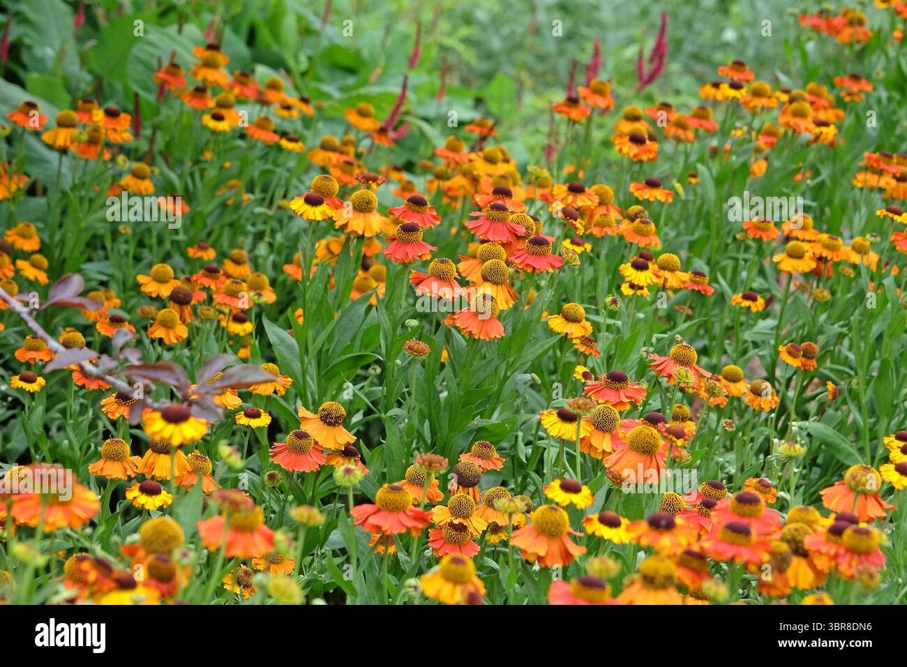 Orange and yellow helenium sneezeweed, ‘Sahin’s Early Flowerer’ in ...