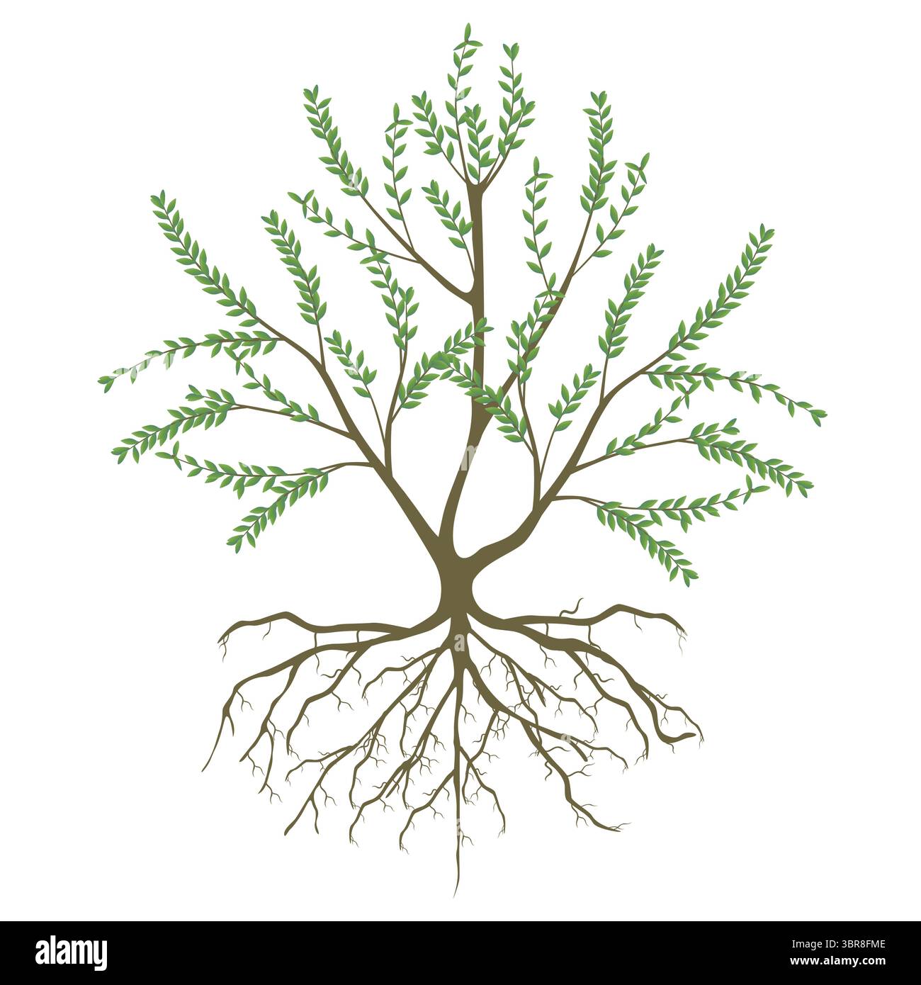 Manuka plant with roots and leaves on white Stock Vector Image & Art ...