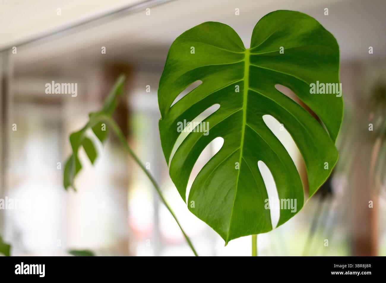 Fresh green climbing monstera hi-res stock photography and images - Alamy