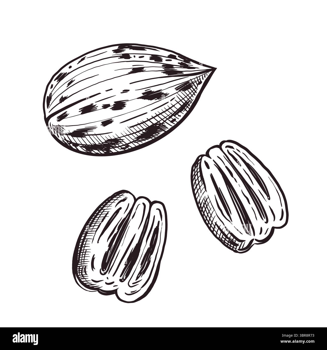 Almonds shells Stock Vector Images - Alamy
