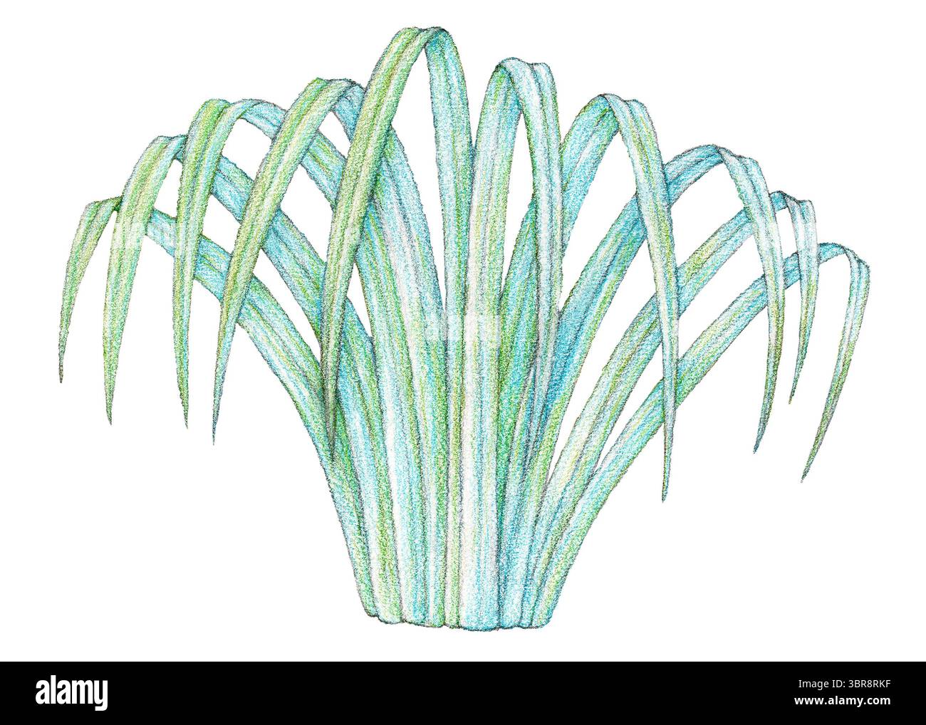 Hand drawn grass in colored pencil, isolated on white background ...
