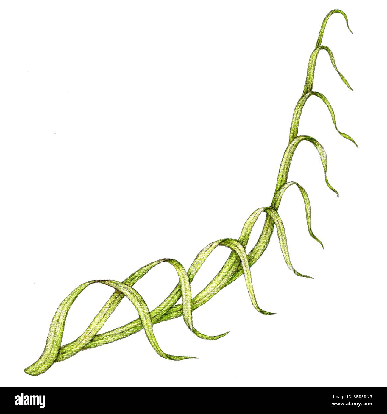 Forest cottagecore Cut Out Stock Images & Pictures - Alamy