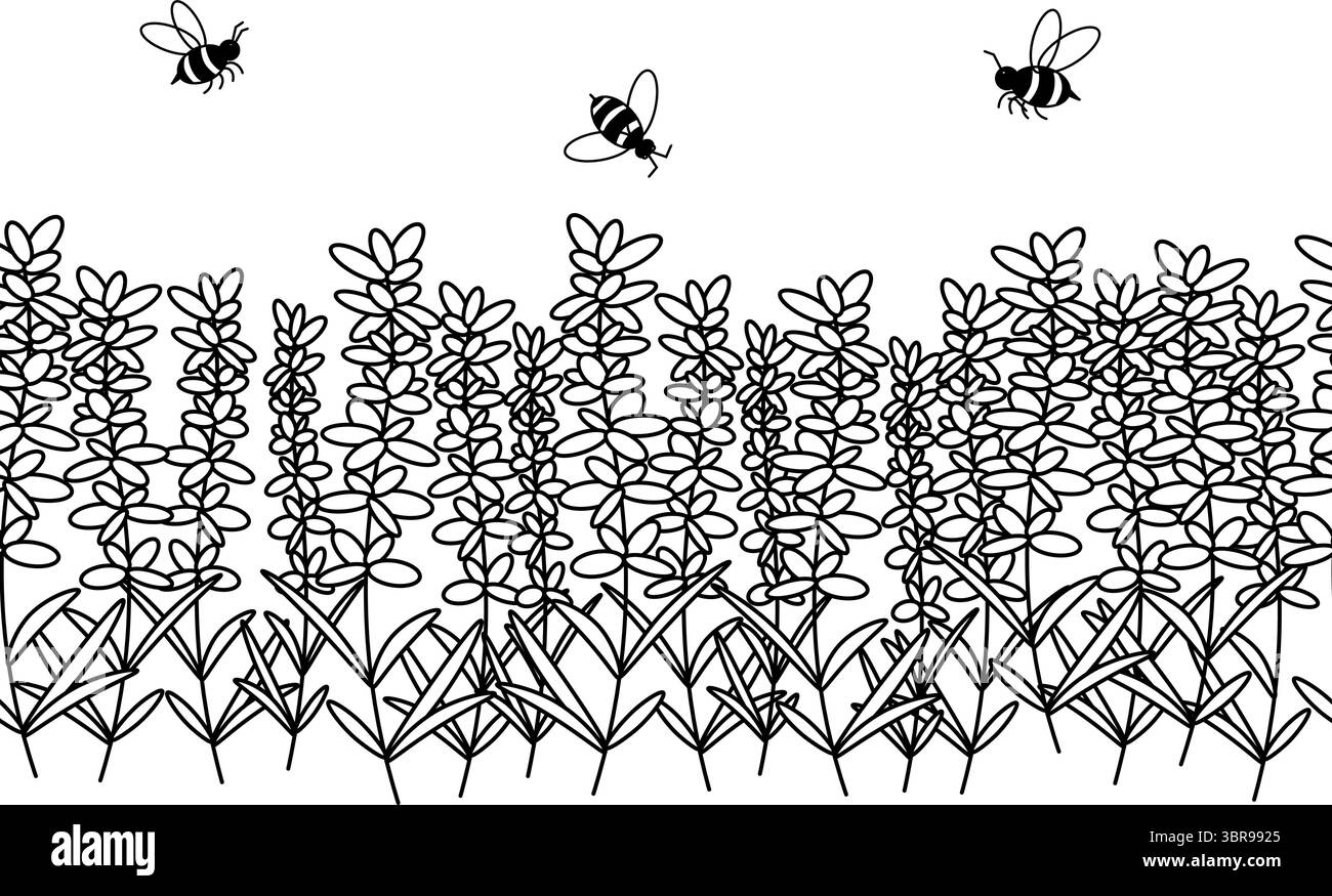 Black line lavender flower with bees horizontal seamless border. Vector ...
