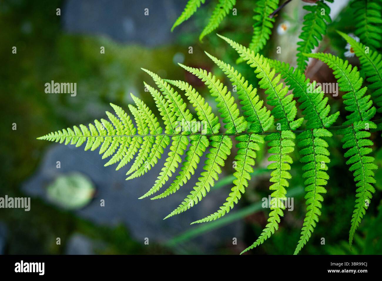 Close up symmetry texture hi-res stock photography and images - Alamy