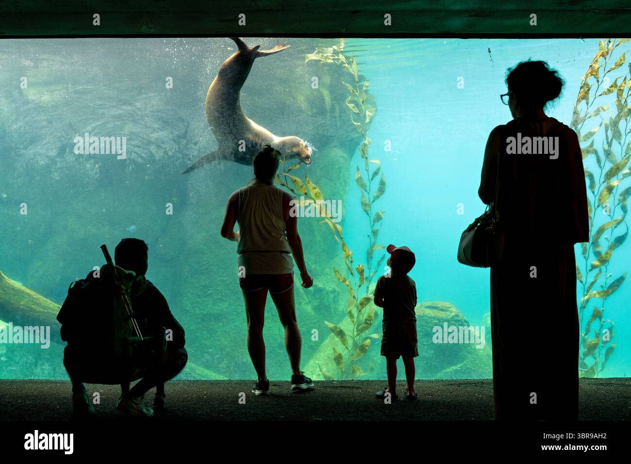 WASHINGTON DC — Sea lions are viewed through an underwater observation ...
