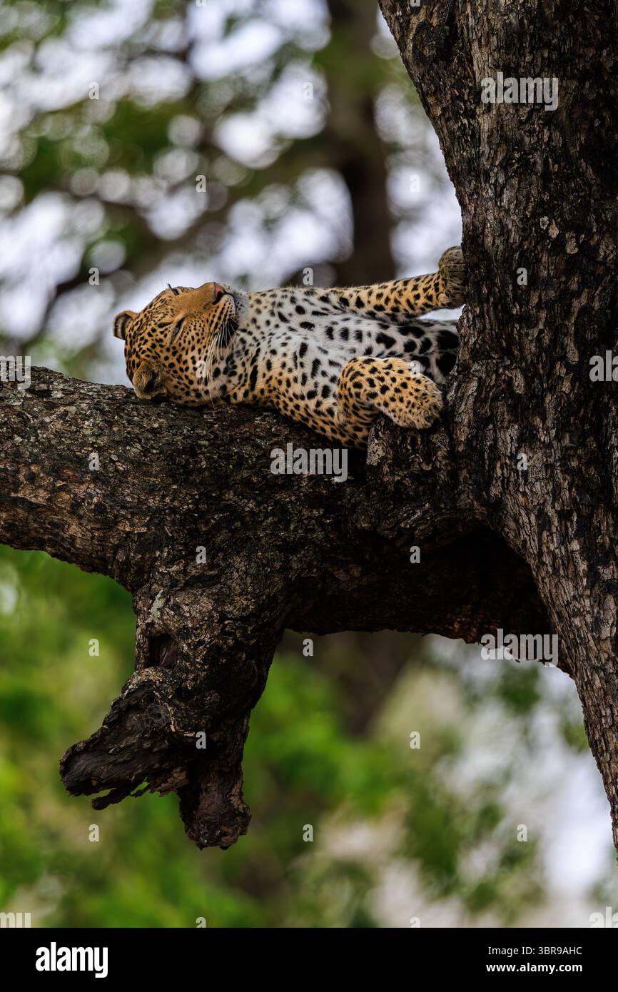 View of a majestic leopard lounging peacefully on a sturdy tree branch ...