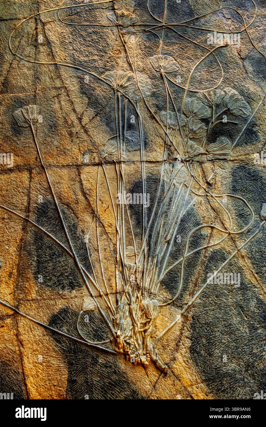 Crinoid(sea lily) fossil in the stone Stock Photo - Alamy