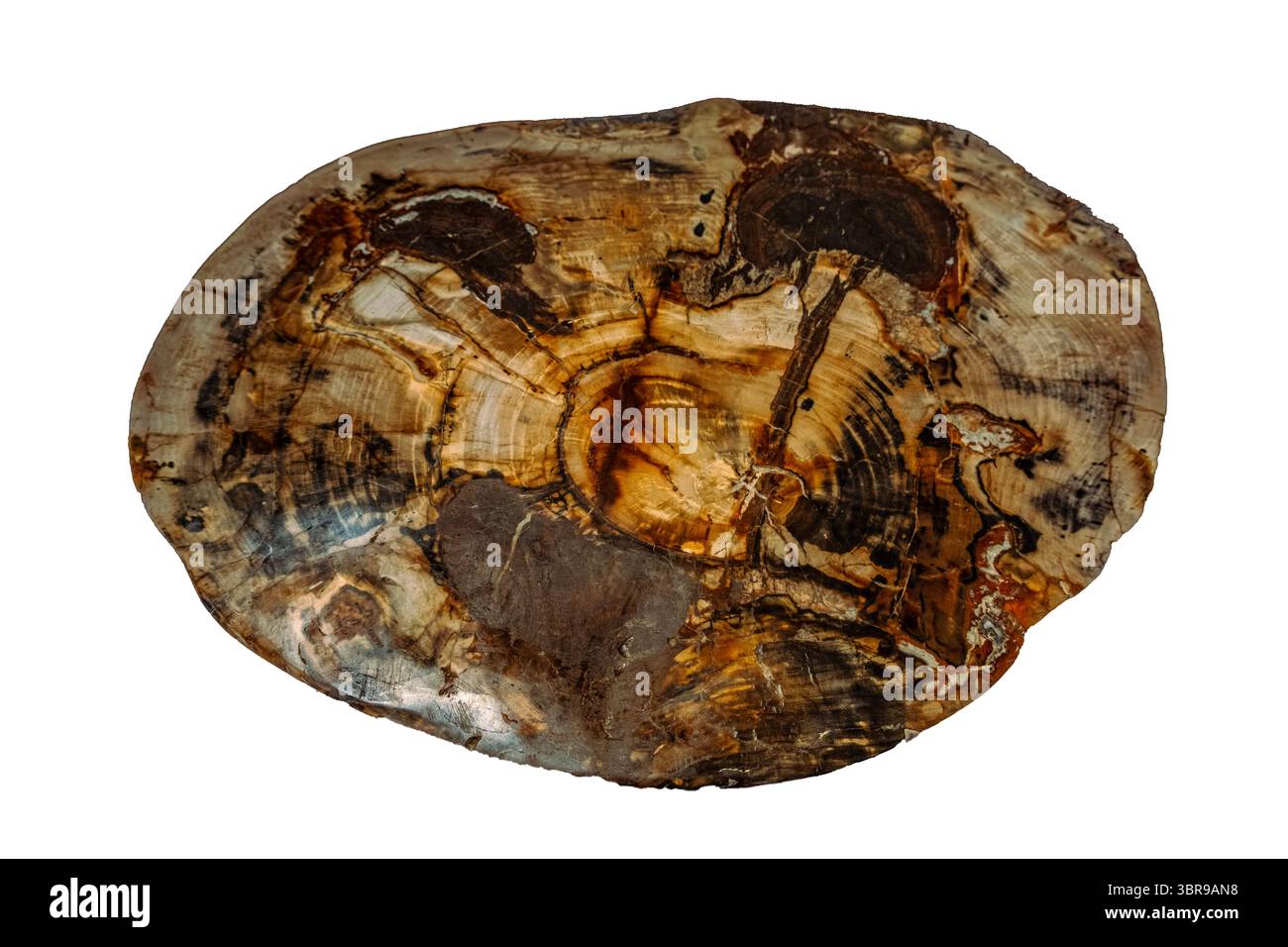 Cross section of a fossilized wood (petrified wood) showing wood grain ...